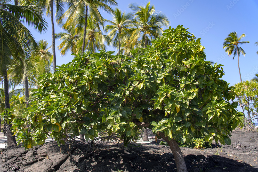 Noni Tree in Hawaii Stock Photo | Adobe Stock