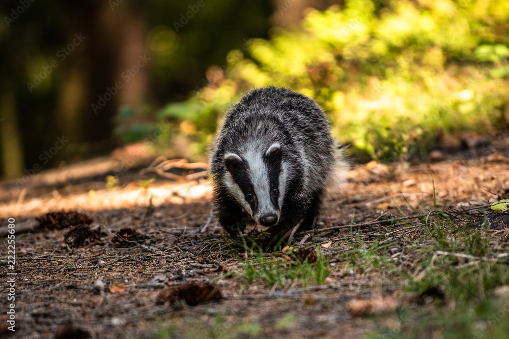 Badger in forest, animal in nature habitat, Germany, Europe. Wild ...