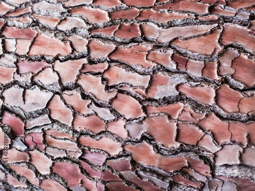 The bark of a maritime pine Pinus pinaster . Natural wood texture ...