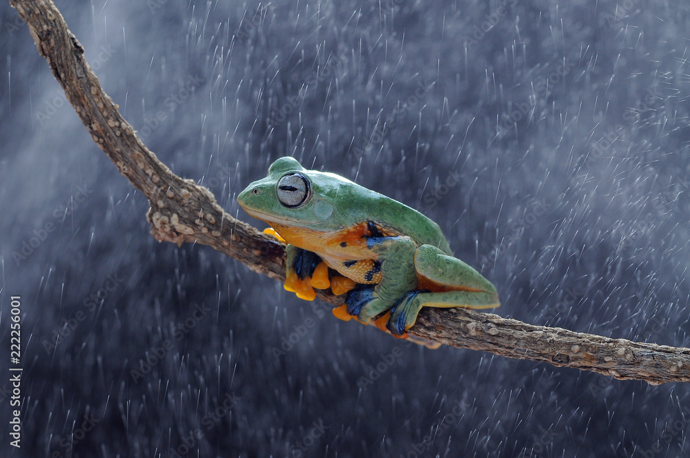 flying frog, frogs, tree frog, Stock Photo | Adobe Stock
