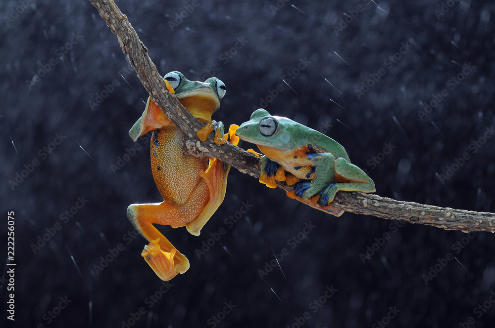 flying frog, frogs, tree frog, Stock Photo | Adobe Stock