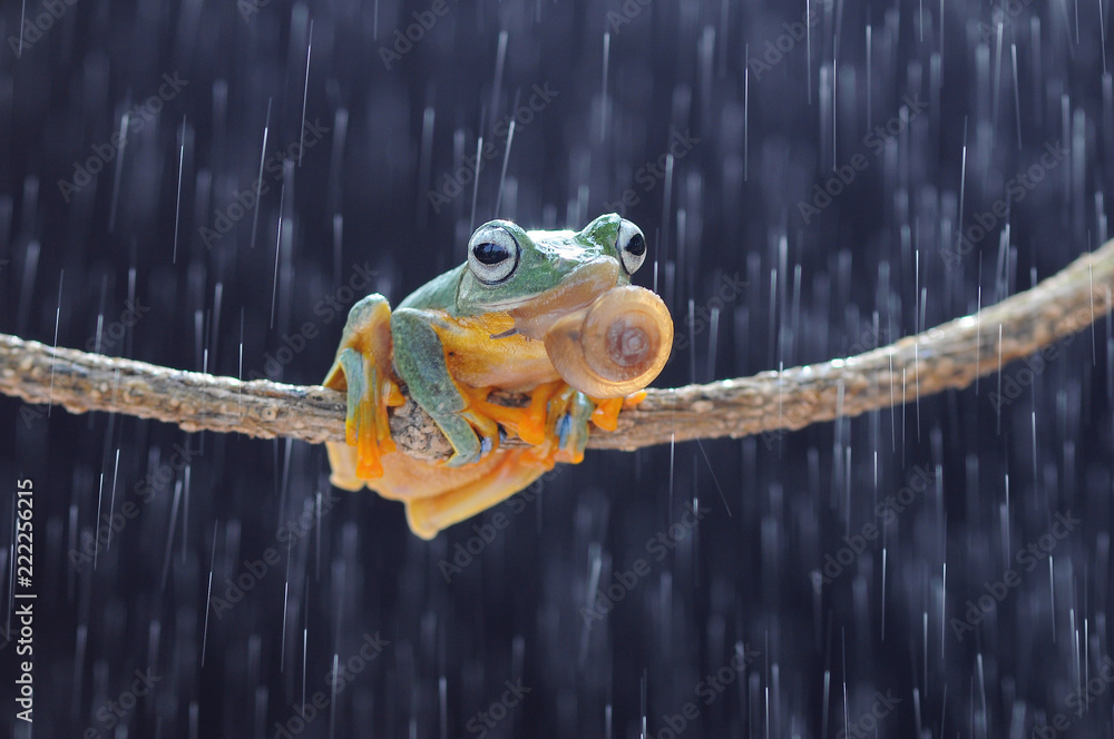 flying frog, frogs, tree frog, Stock Photo | Adobe Stock