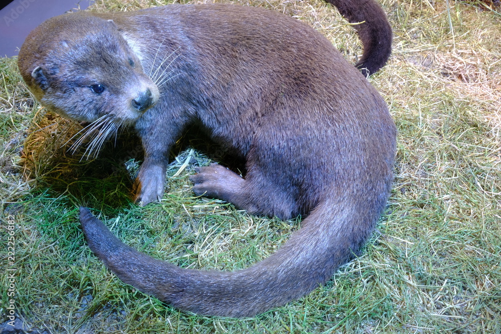 mader otters otter Stock Photo | Adobe Stock
