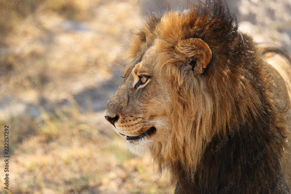 Big lion male portrait in the warm light. Wild animal in the nature ...