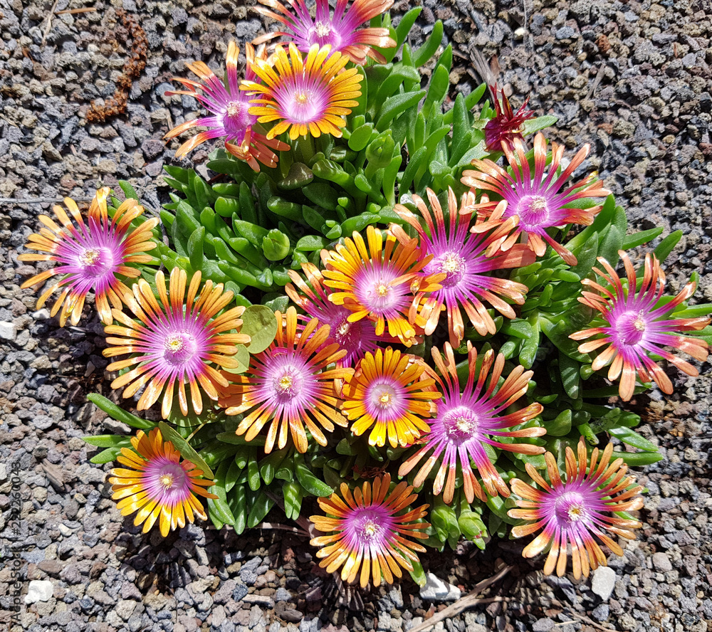 Mittagsblume, Dorotheanthus Stock-Foto | Adobe Stock