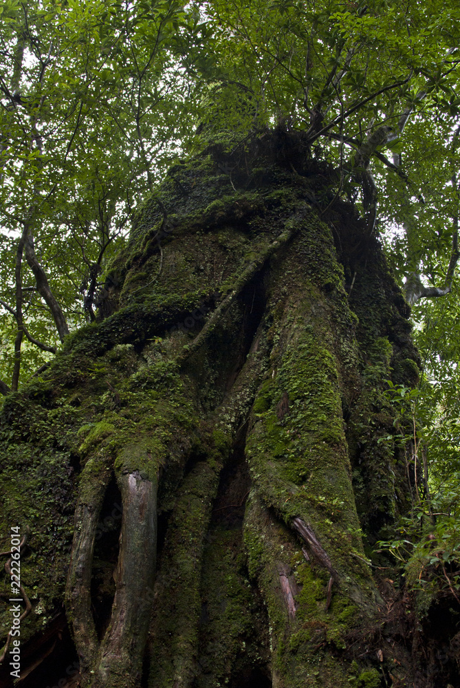 A forest of Yakushima which "Yakusugi Landes" bristles with a huge tree ...