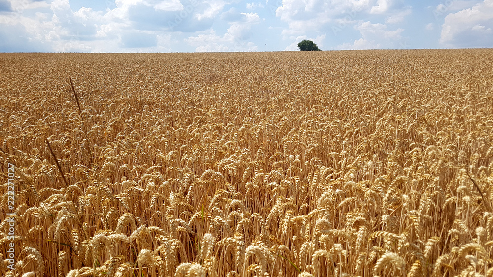 Weizenfeld, Weizen, Triticum, aestivum Stock-Foto | Adobe Stock