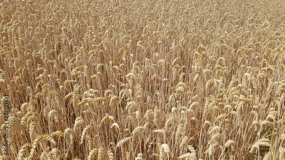 Weizenfeld, Weizen, Triticum, aestivum Stock-Foto | Adobe Stock