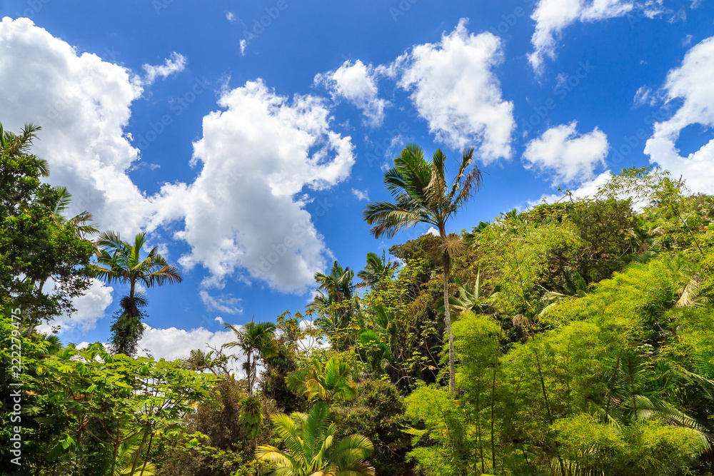 Beautiful jungle rainforest of El Yunque national forest in Puerto Rico ...