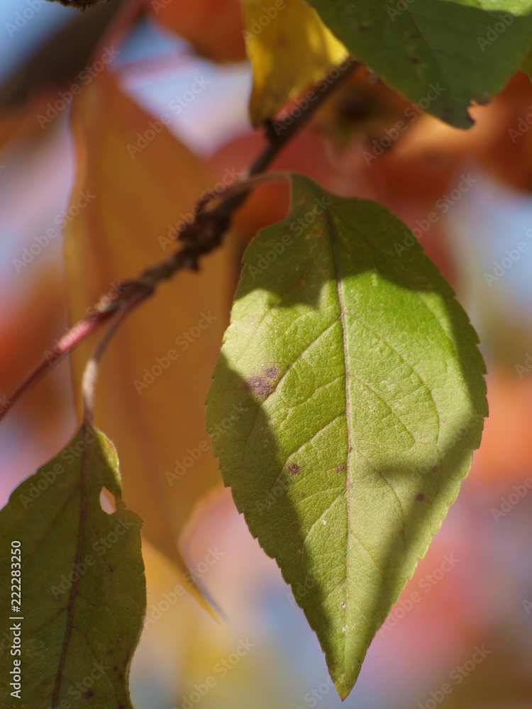 Malus baccata. Feuille de pommier d'ornement ou pommier microcarpe ...
