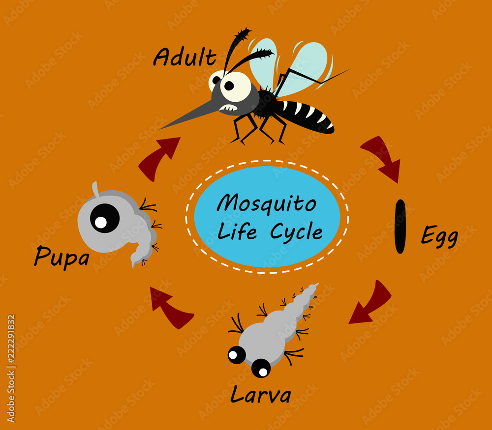 mosquito life cycle concept. vector illustration. Stock Vector | Adobe ...