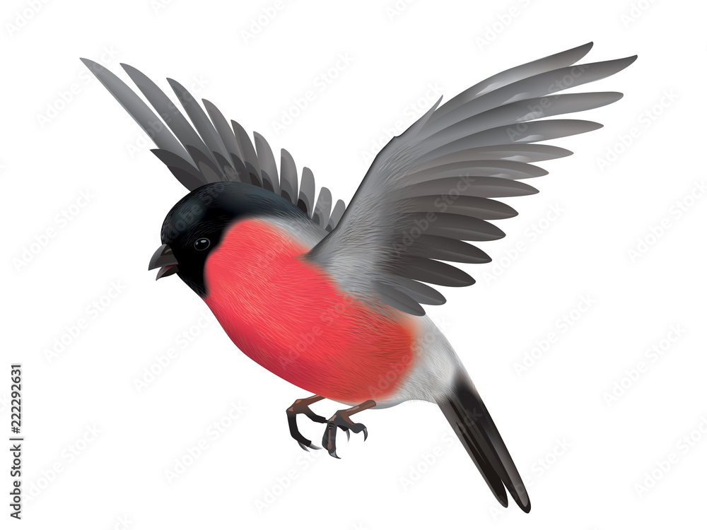 Flying Bullfinch detailed illustration Stock Illustration | Adobe Stock
