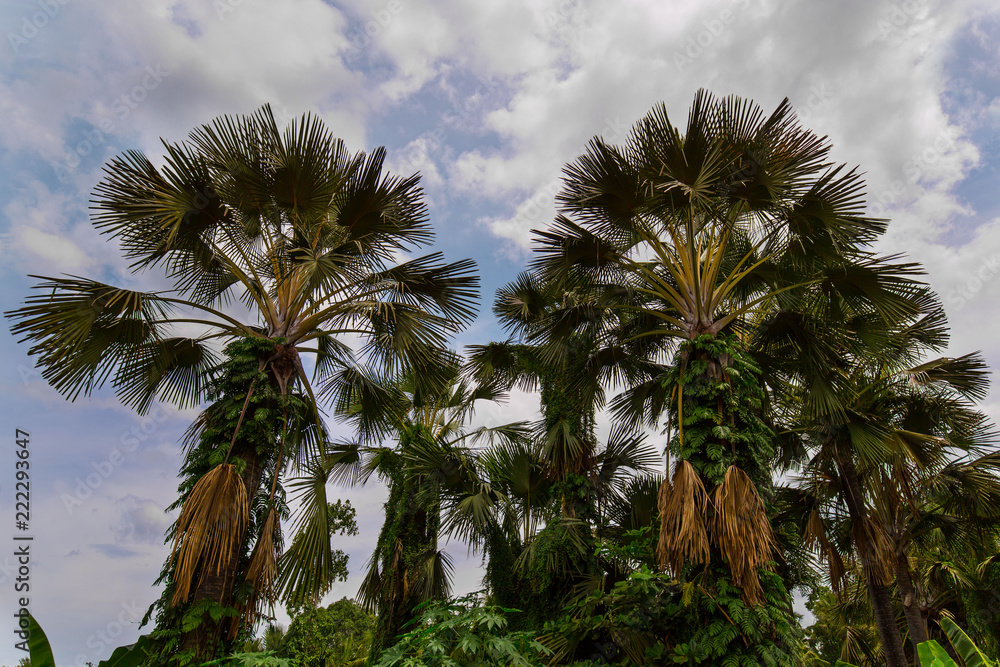 Corypha, Asian Palm Tree, Buri fruits, Stock Photo | Adobe Stock