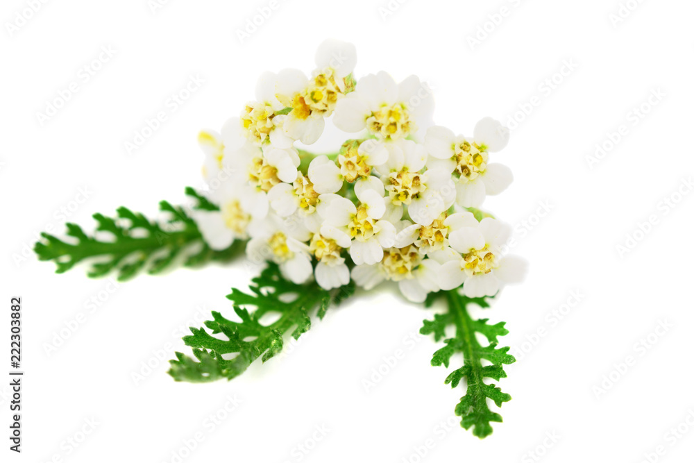 Yarrow (Achillea millefolium) Herbal Plant. Isolated on White ...