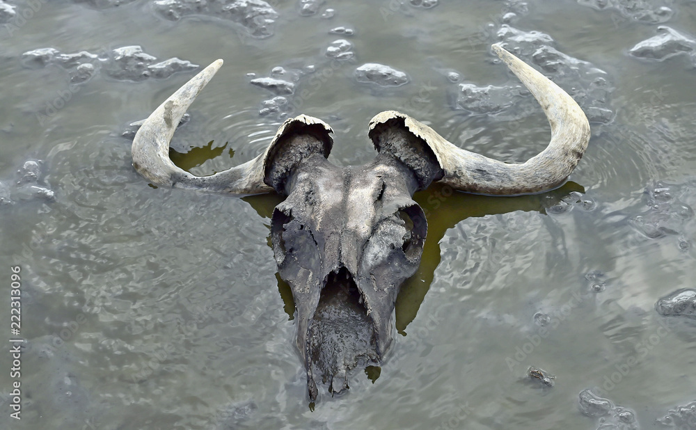 Skull of wildebeest in mud in shallow water. Lake Natron. Tanzania ...