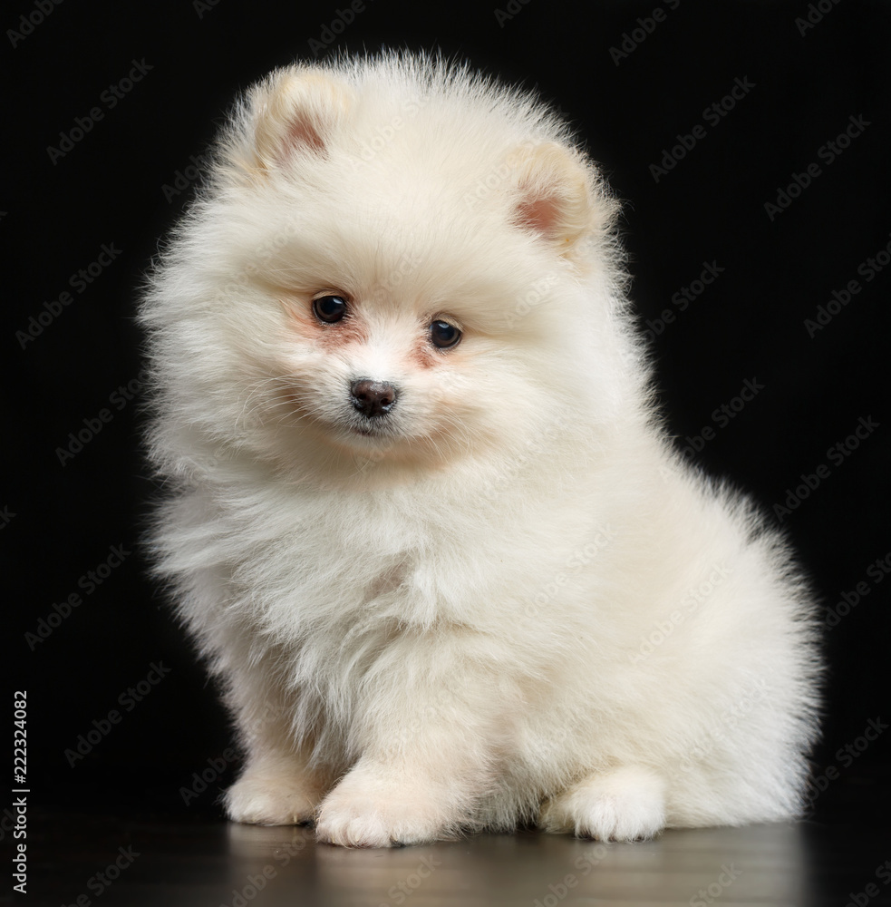 Pom Spitz Dog