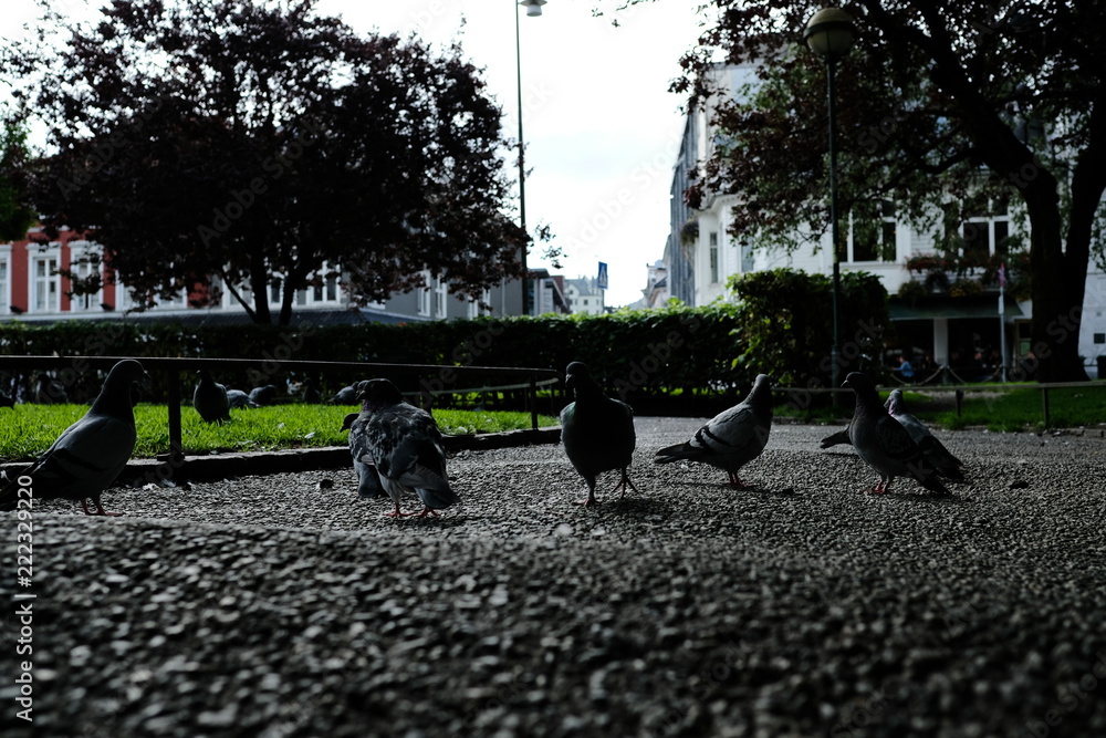 duer Stock Photo | Adobe Stock