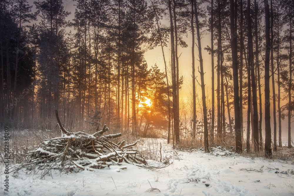 Sunlight Through Trees Winter