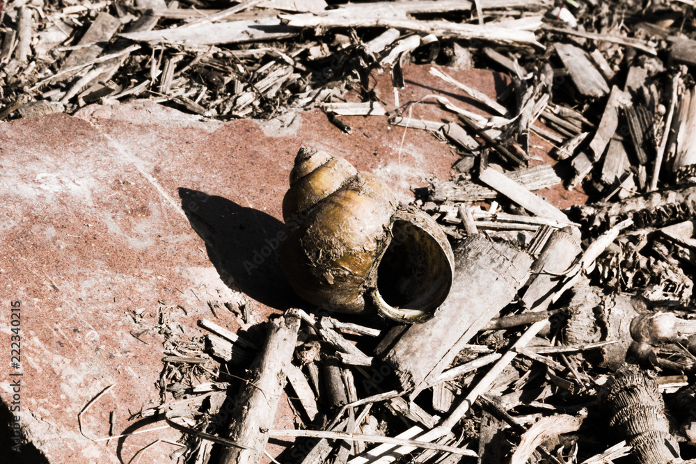 Snail shell washed up after a flood, surrounded by debris and garbage ...