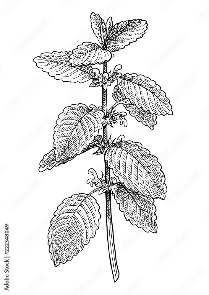 Lemon balm illustration, drawing, engraving, ink, line art, vector ...