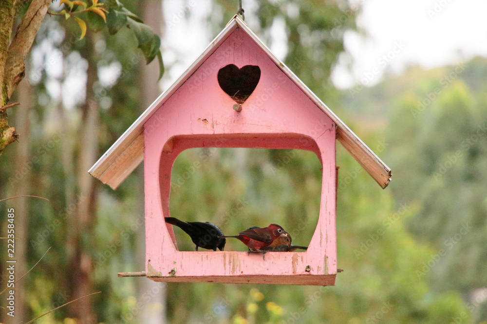 Bird Stock Photo | Adobe Stock