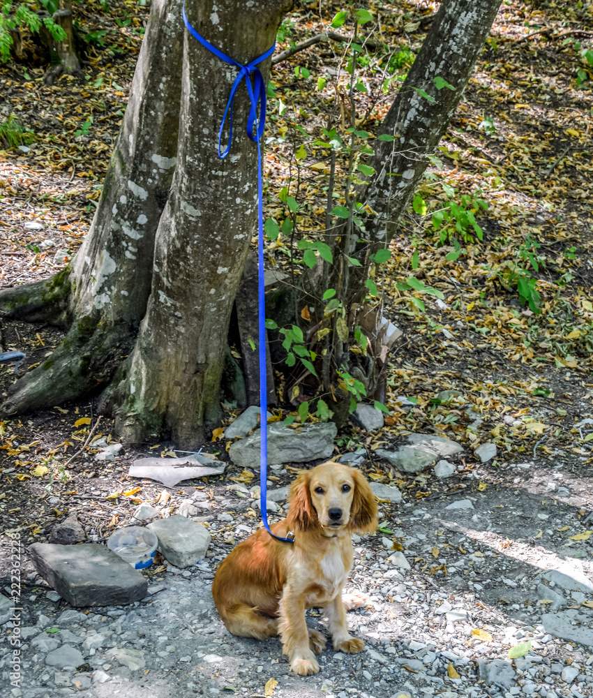 Red dog on a leash tied to the trunk of a tree. Stock-Foto | Adobe Stock
