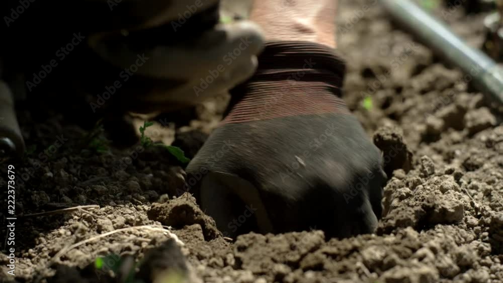 Close up shot of gloved hands digging a hole in the soil with a small ...
