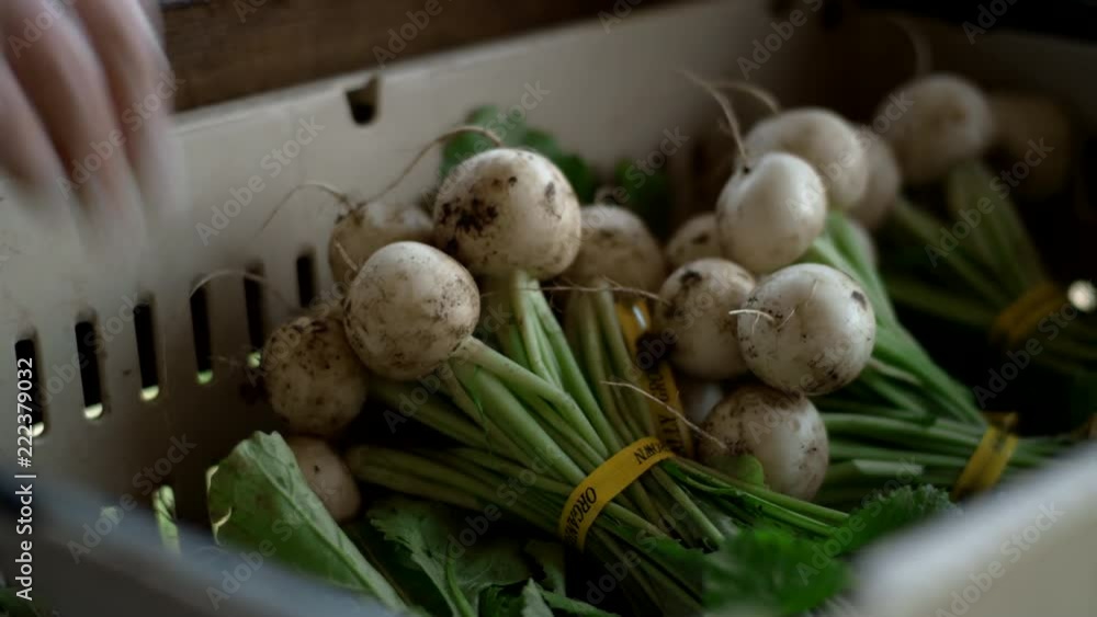 Close up shot of hands pulling bundles of unwashed organic turnips from ...