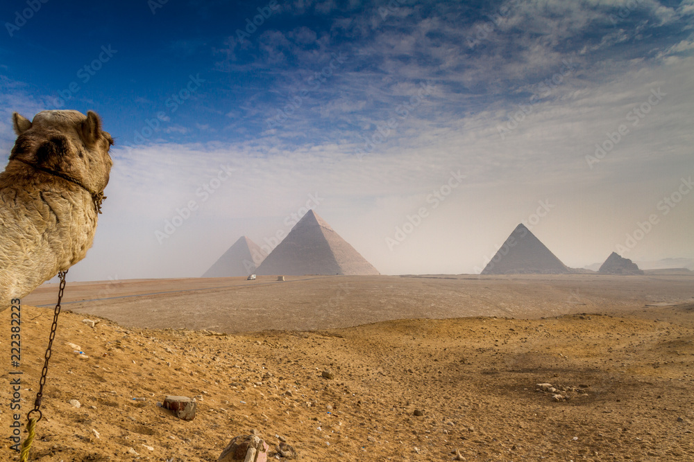Camel photo bombs the great pyramids of Giza Stock Photo | Adobe Stock