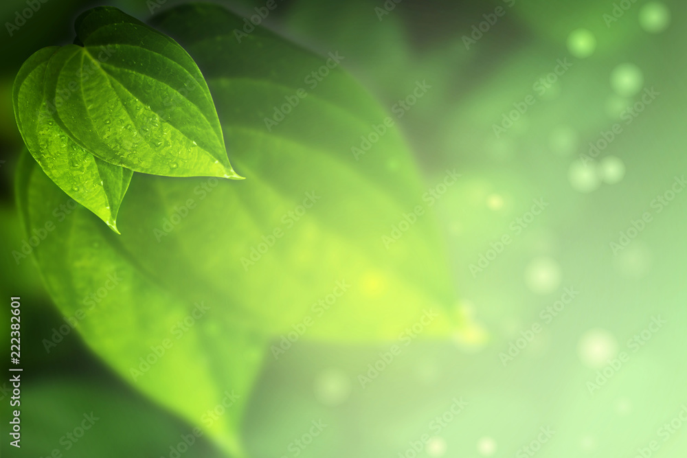 Green betel leaves for green background bokeh effects Stock Photo ...