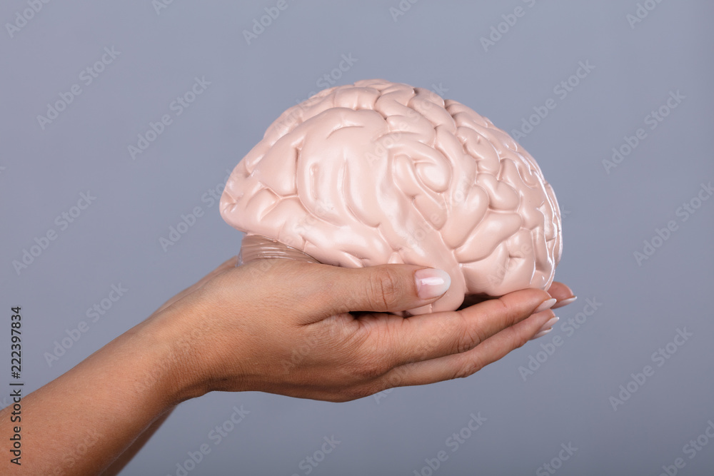 Human Hand Holding Human Brain Model Stock Photo | Adobe Stock