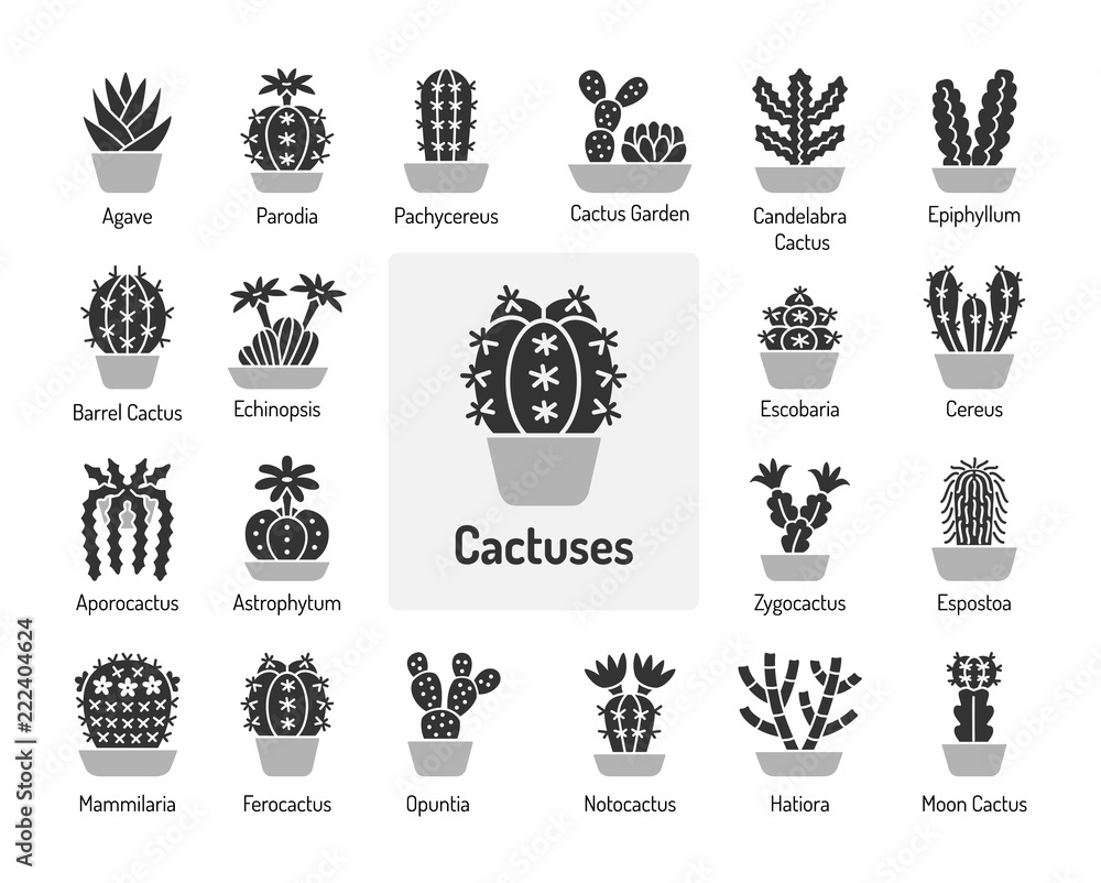 Cactuses of different forms and shapes. Cacti. Set of desert plants for ...