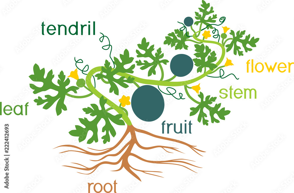 Parts of plant. Morphology of watermelon plant with fruits, flowers ...