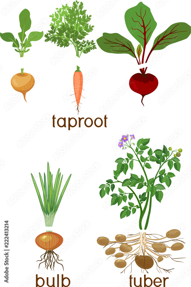 Three different types of root vegetables isolated on white background ...