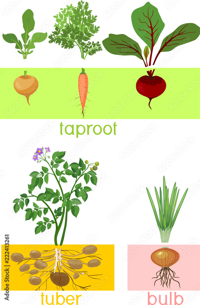 Three different types of root vegetables. Plants with leaves and root ...