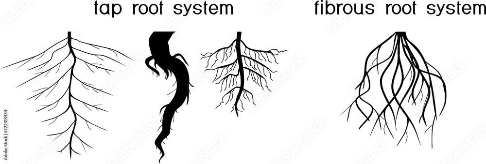 Two different types of root systems: tap and fibrous root systems Stock ...