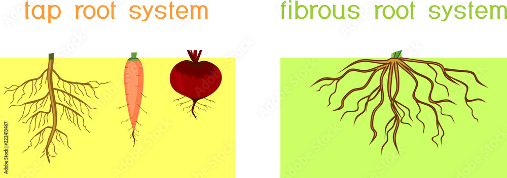 Two different types of root systems: tap and fibrous root systems Stock ...