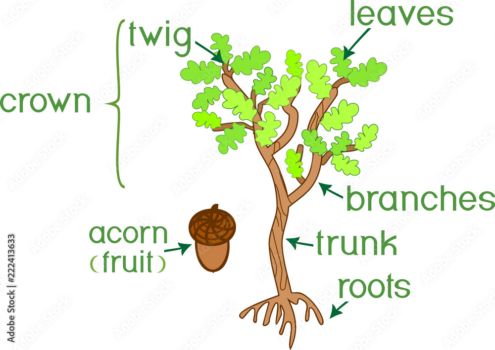 Parts of plant. Morphology of oak tree with acorns, green leaves and ...