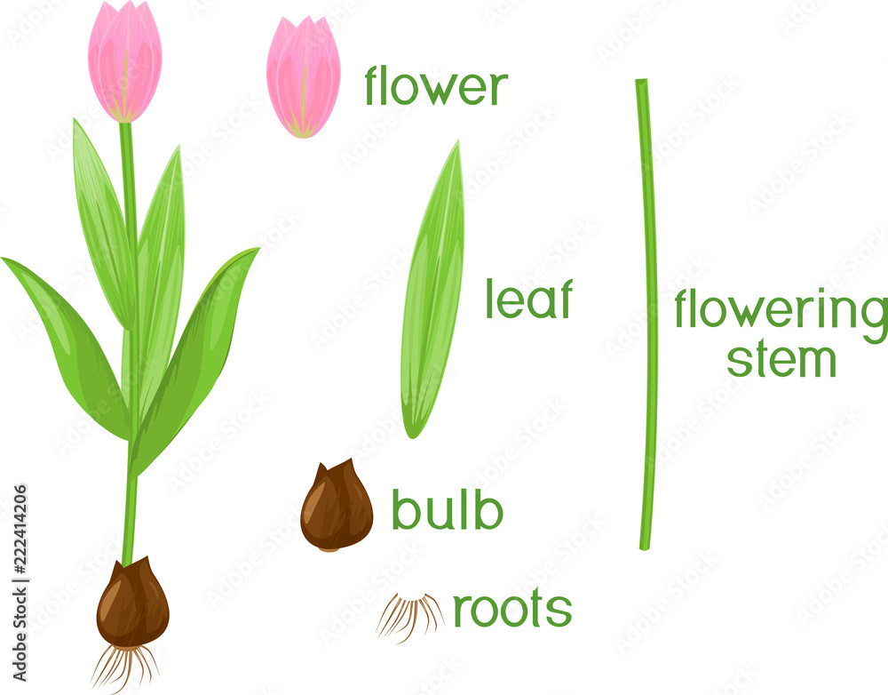 Parts of plant. Morphology of tulip with green leaves, pink flower ...