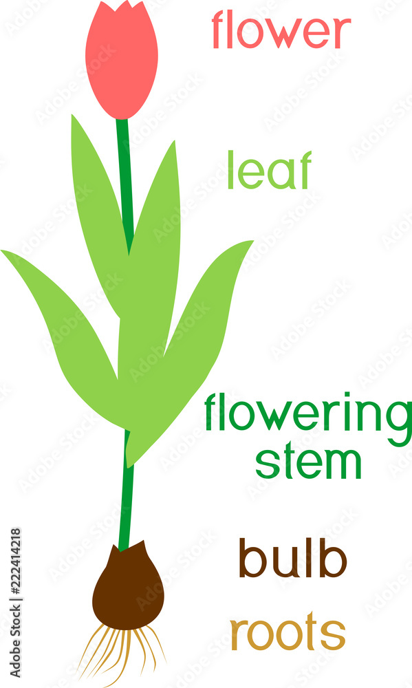 Parts of plant. Morphology of tulip with green leaves, red flower, bulb ...