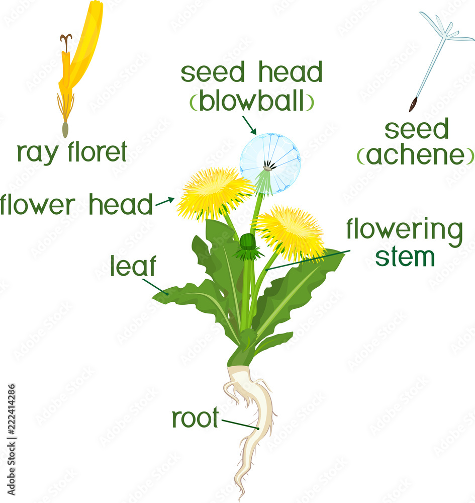 Parts Of Plant Morphology Of Dandelion With Leaves Flowers Root And Titles Stock Vector