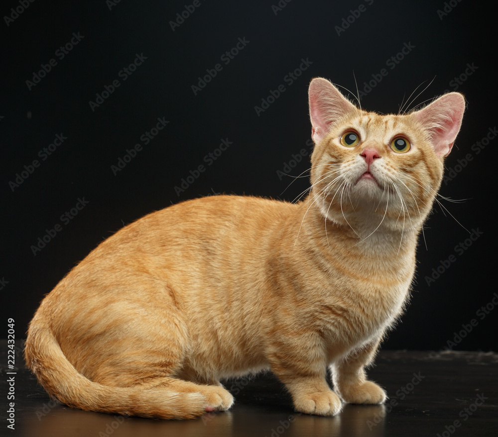 Ginger Munchkin Cats