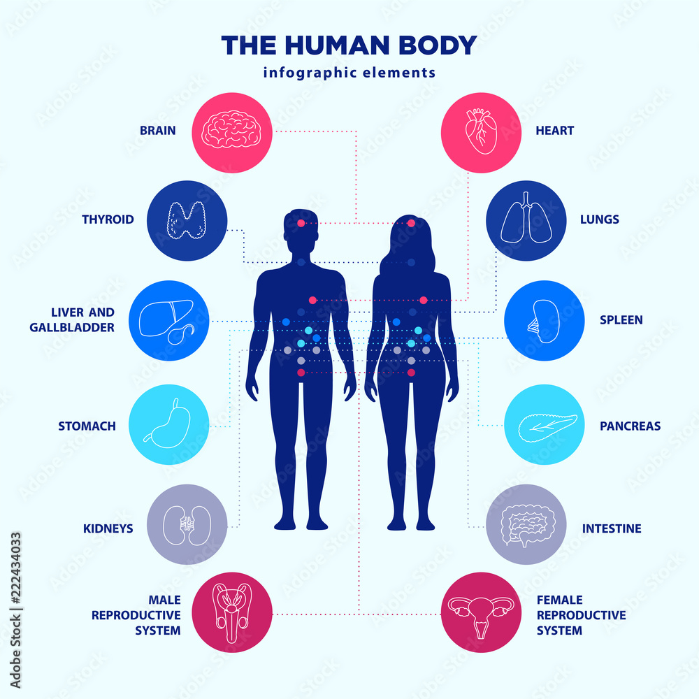 Human body infographic elements, male and female silhouettes and ...