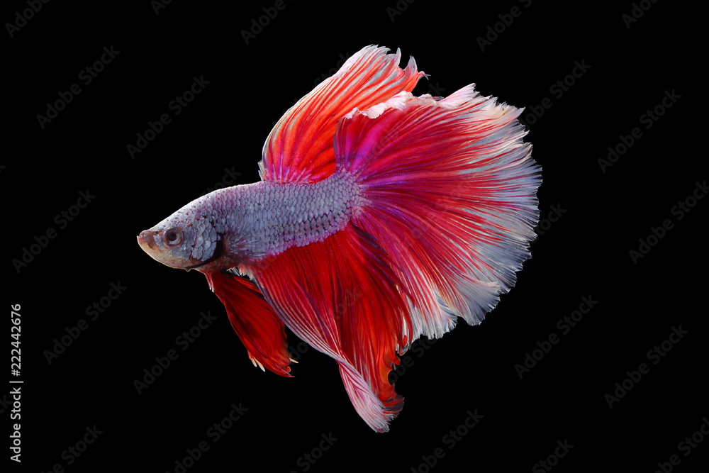Rhythmic of red - white betta fish, siamese fighting fish betta ...