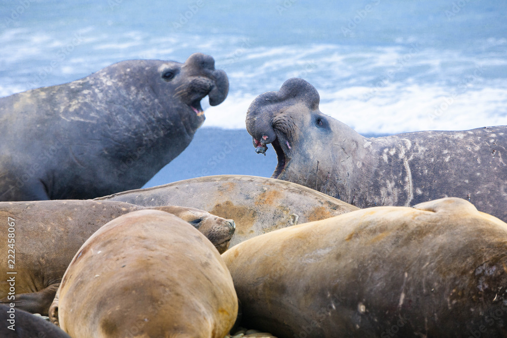 Cute elephant seals fighting each other in Antarctica Stock Photo ...
