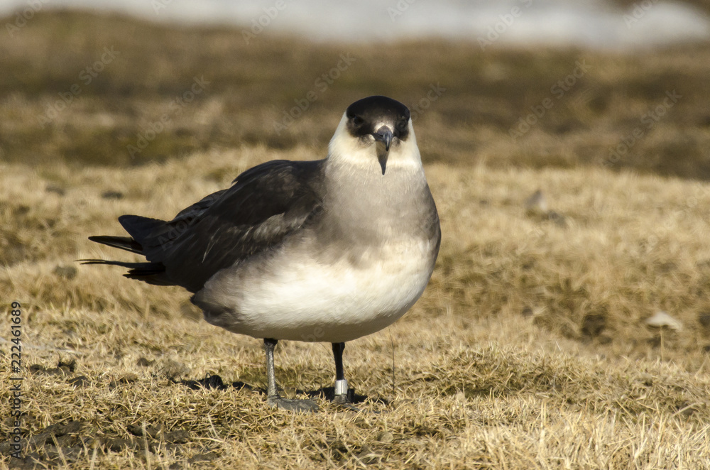 Labbe parasite,.Stercorarius parasiticus, Parasitic Jaeger Stock Photo | Adobe Stock