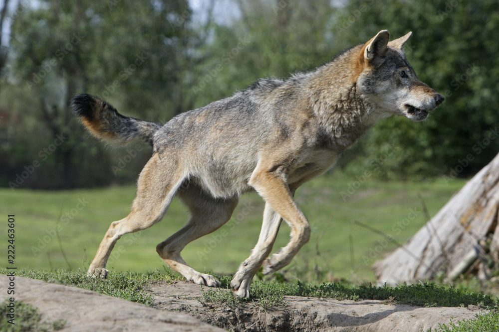 Europese wolf begint met rennen Stock Photo | Adobe Stock
