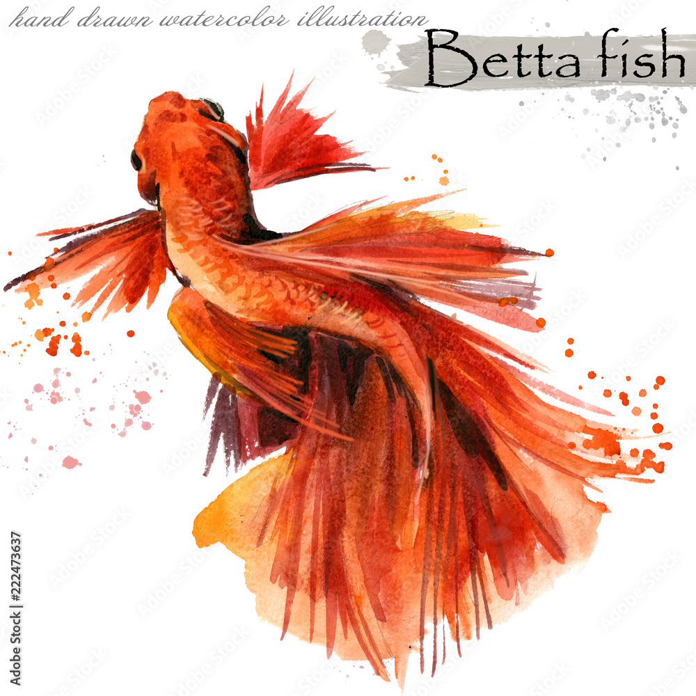 Betta fish hand drawn watercolor illustration Stock Illustration ...