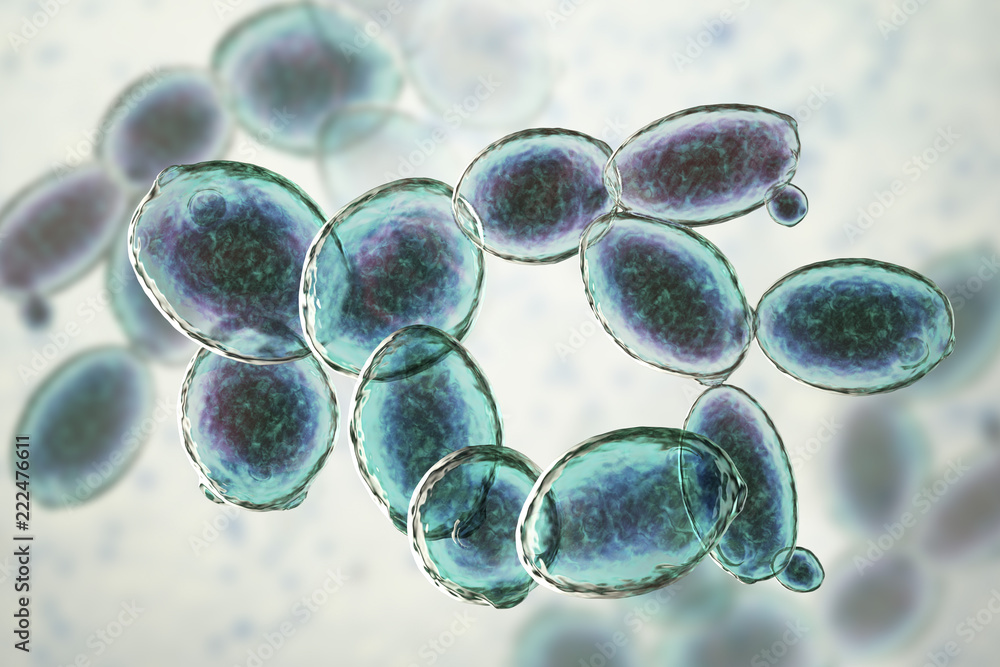 Saccharomyces Cerevisiae Yeast 3d Illustration Microscopic Fungi