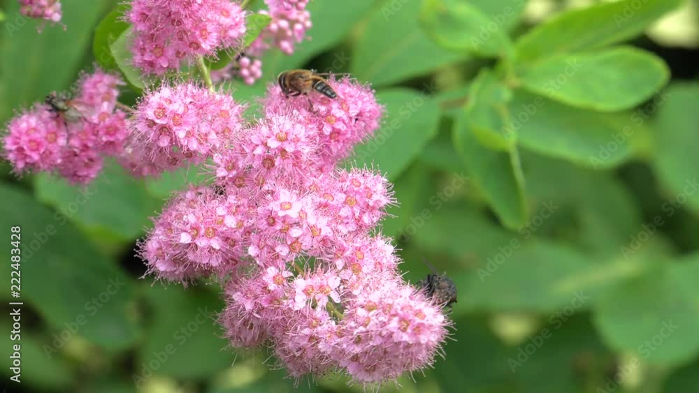 Pink wild flowers grow in a pile. Latin: Spirea densiflora, Spiraea ...